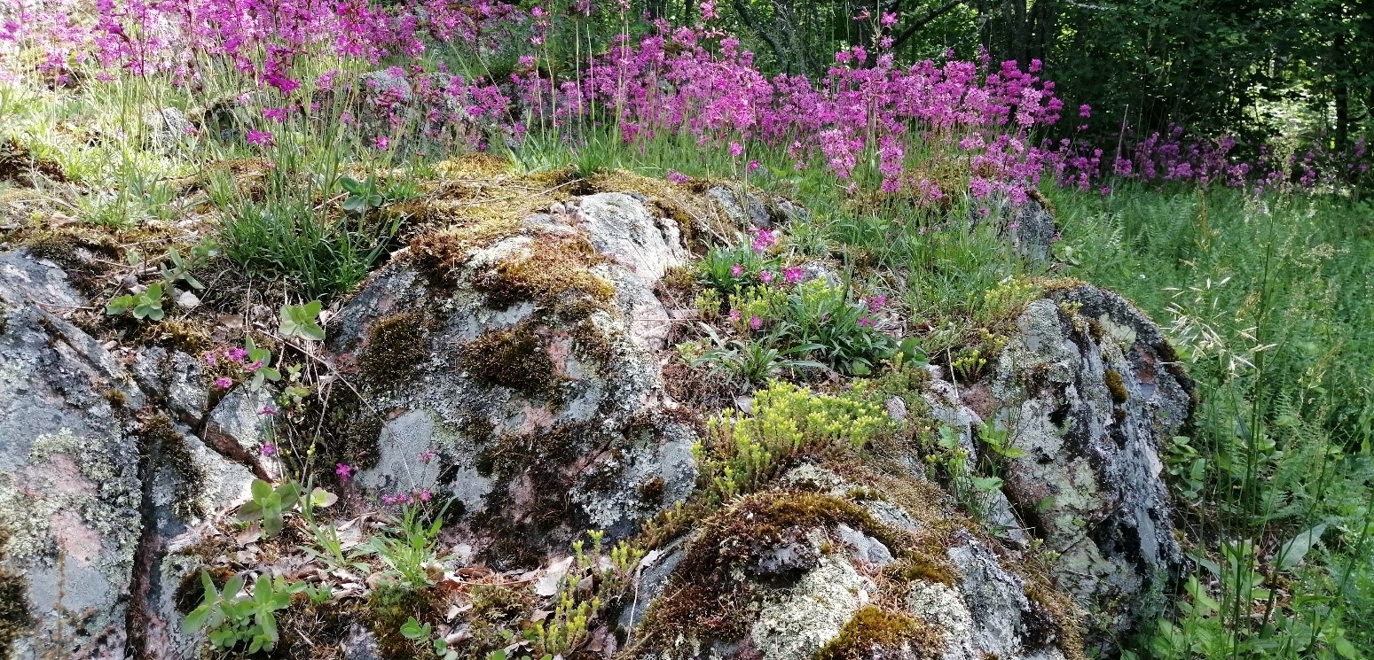 Villin pihan lumoa -kampanja villitsee Salossa - Salon Tiedotteet